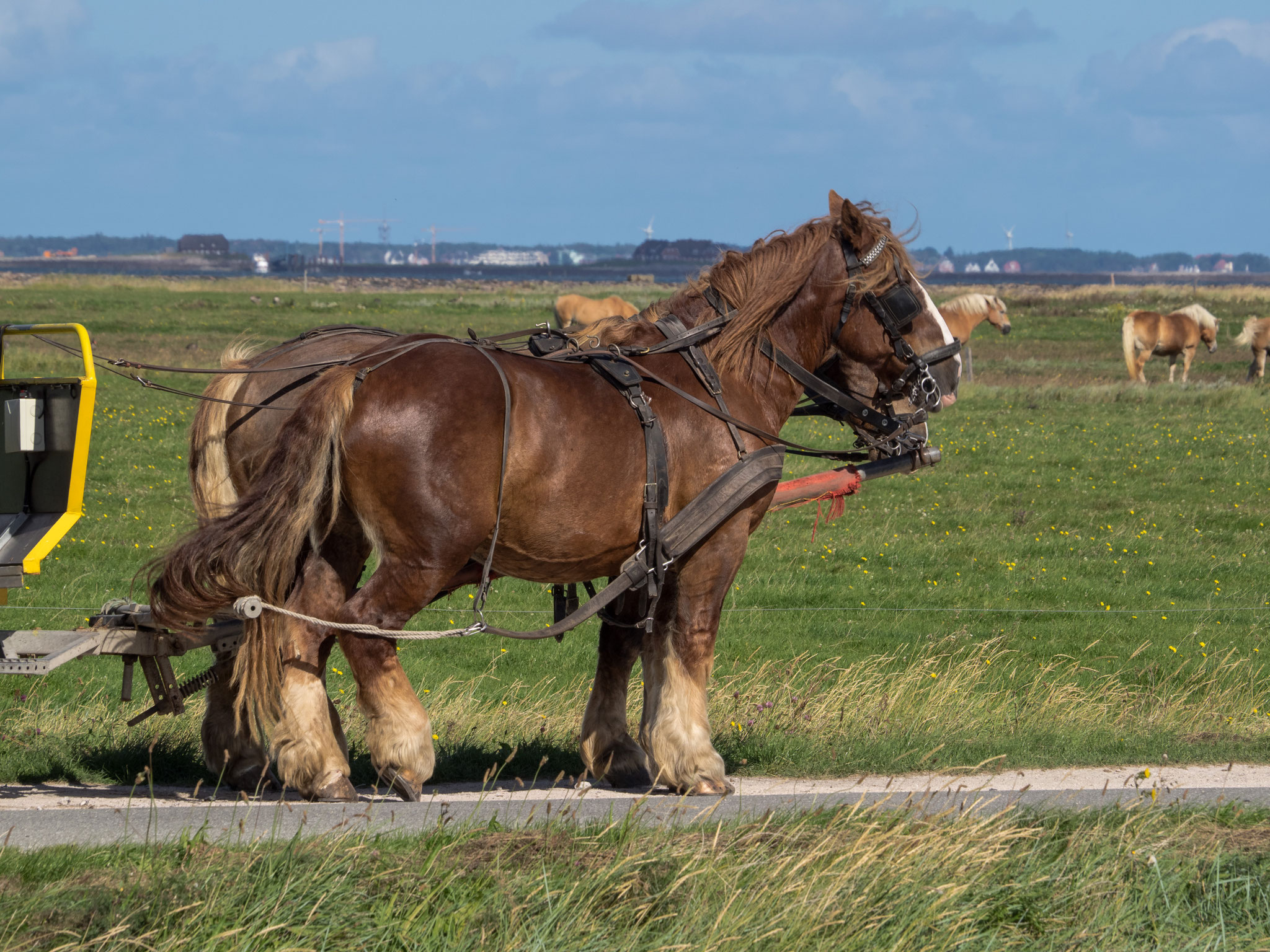 Ein Tag auf Hallig Hooge - LUPESI