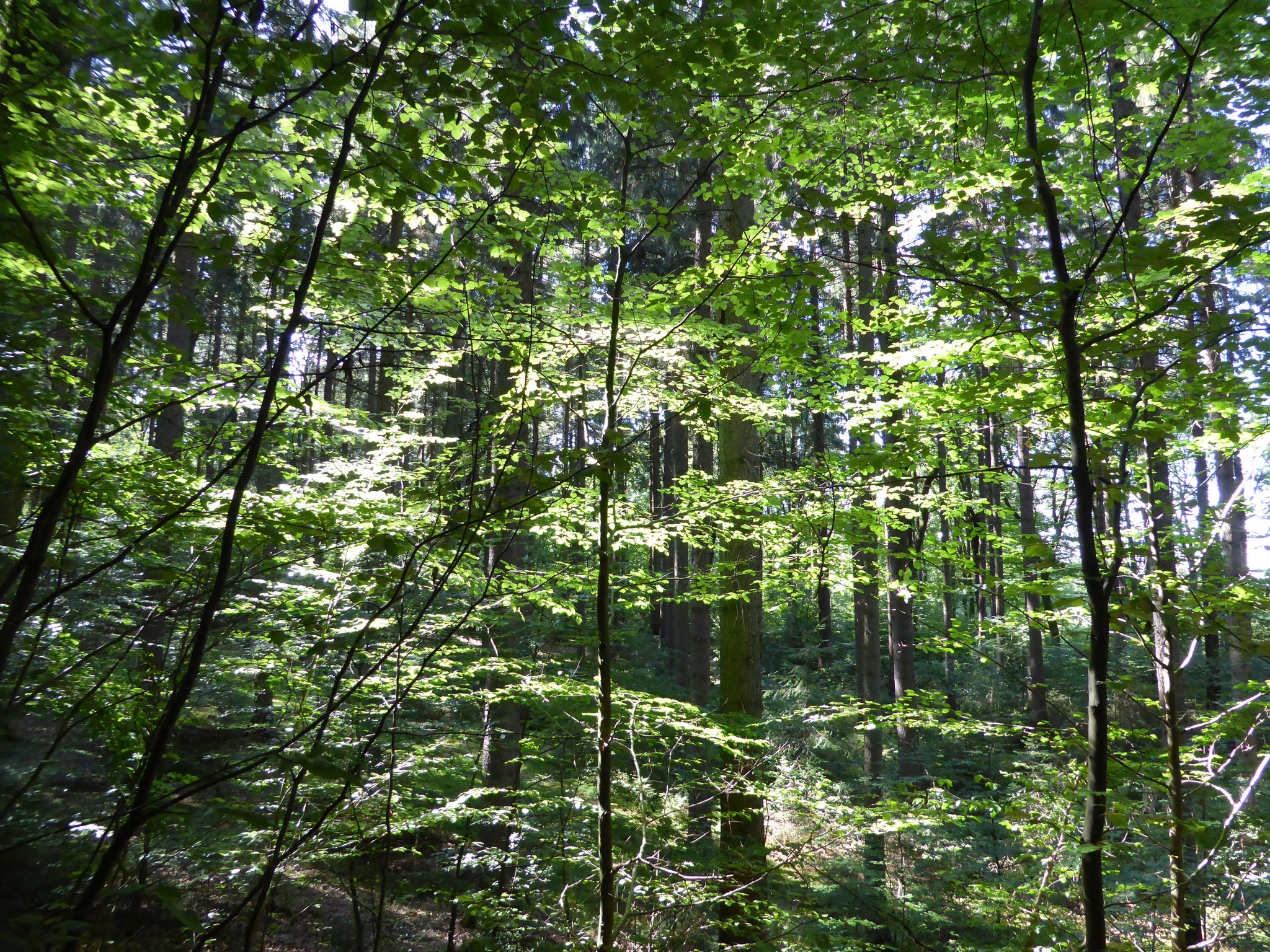Wanderung Schlangenweg 6 im Sachsenwald - LUPESI