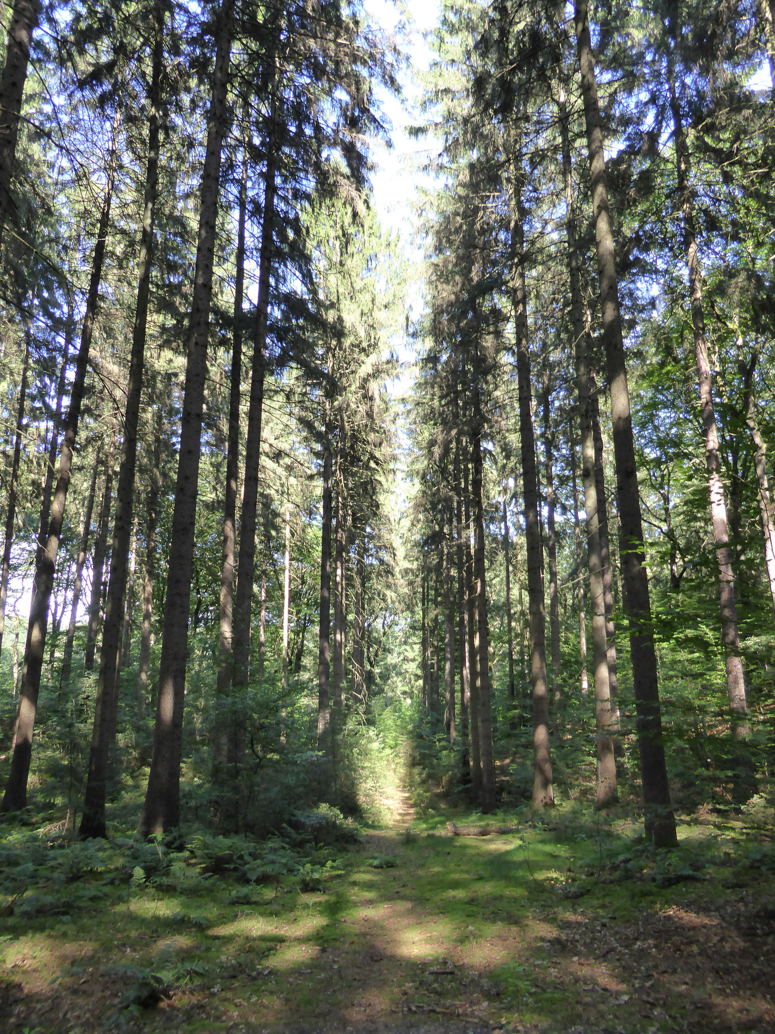 Wanderung Schlangenweg 6 im Sachsenwald - LUPESI