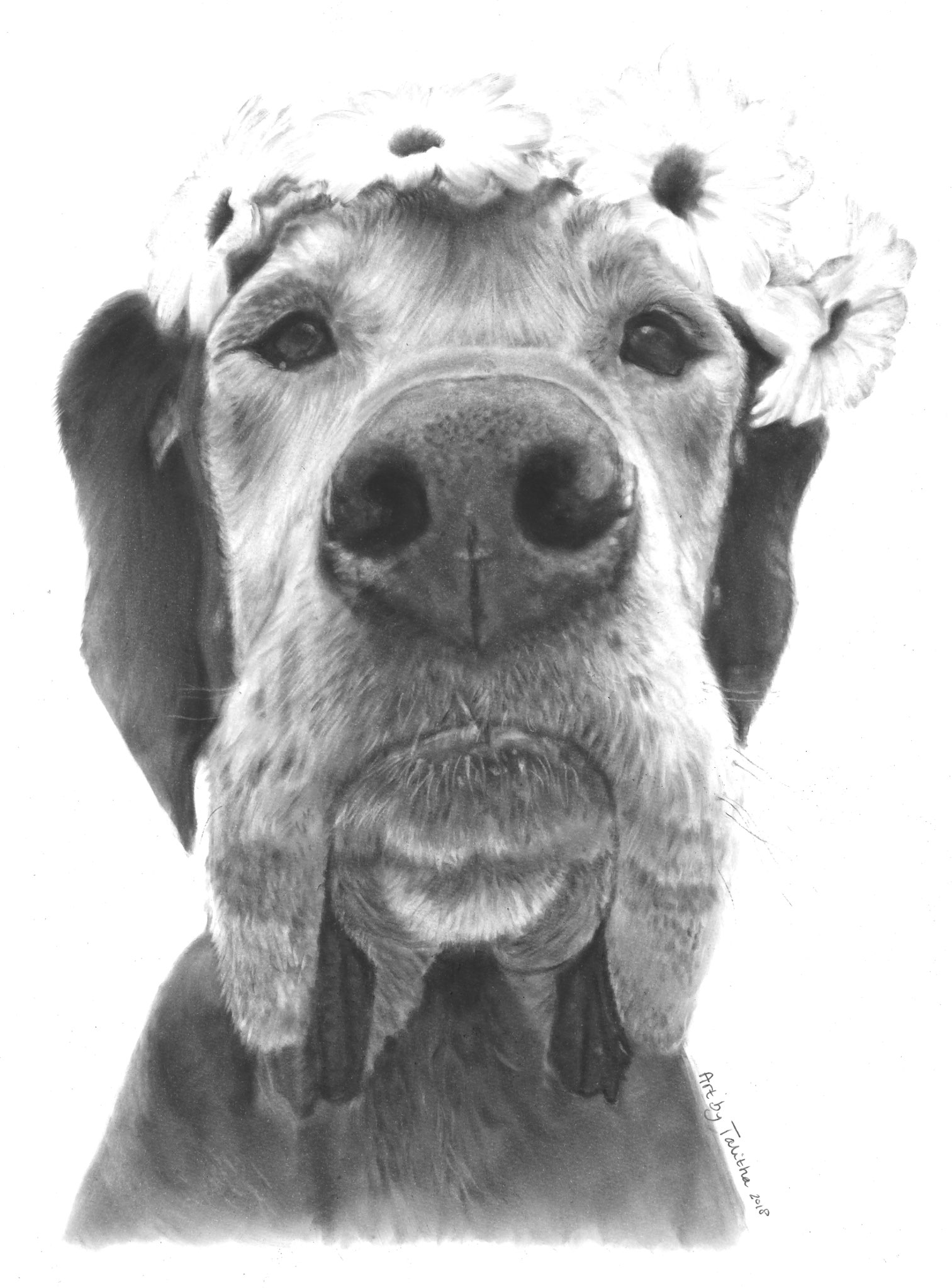 Portfolio dog portrait drawings - Art by Talitha - dog drawings that ...