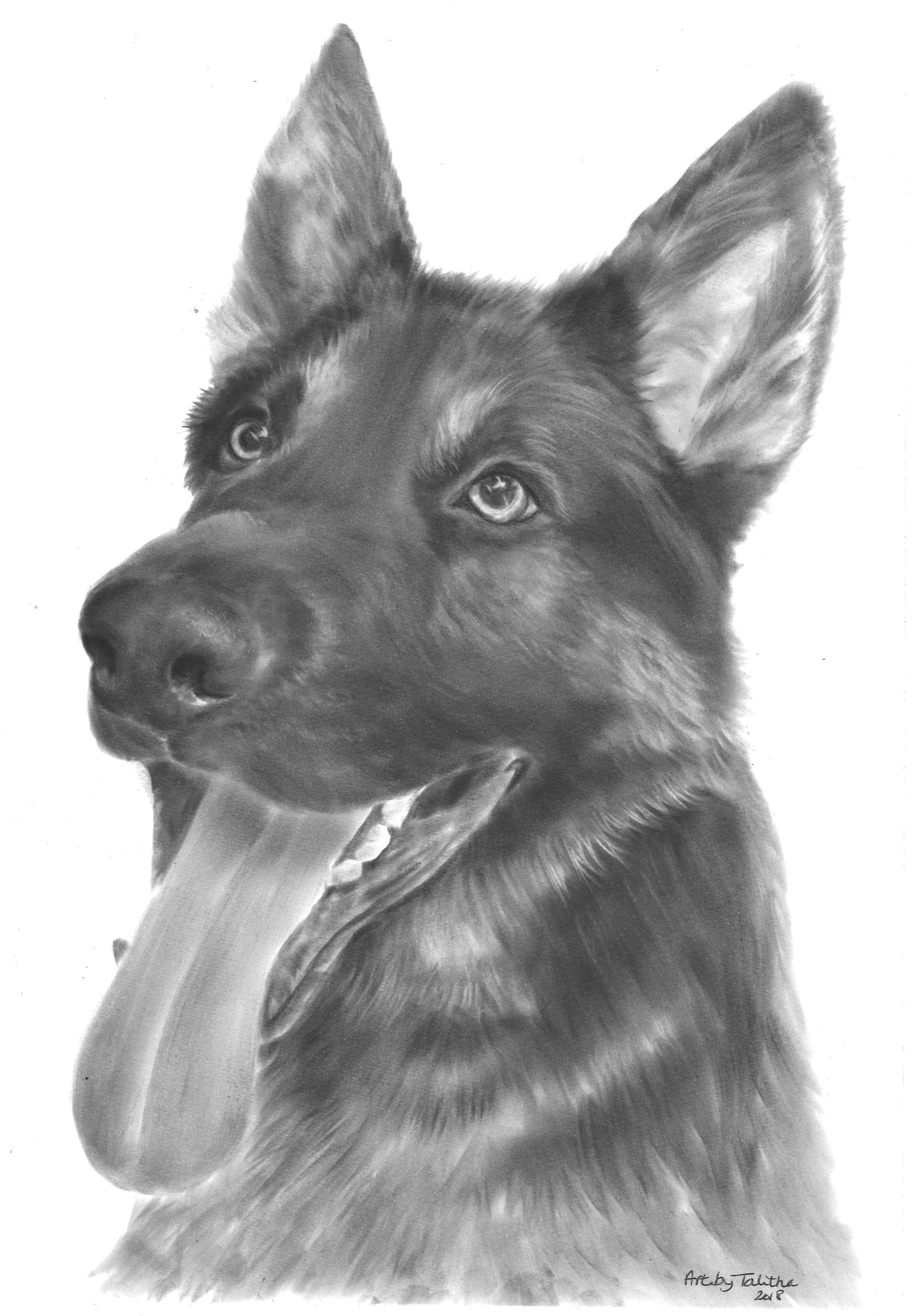 Portfolio dog portrait drawings - Art by Talitha - dog drawings that ...