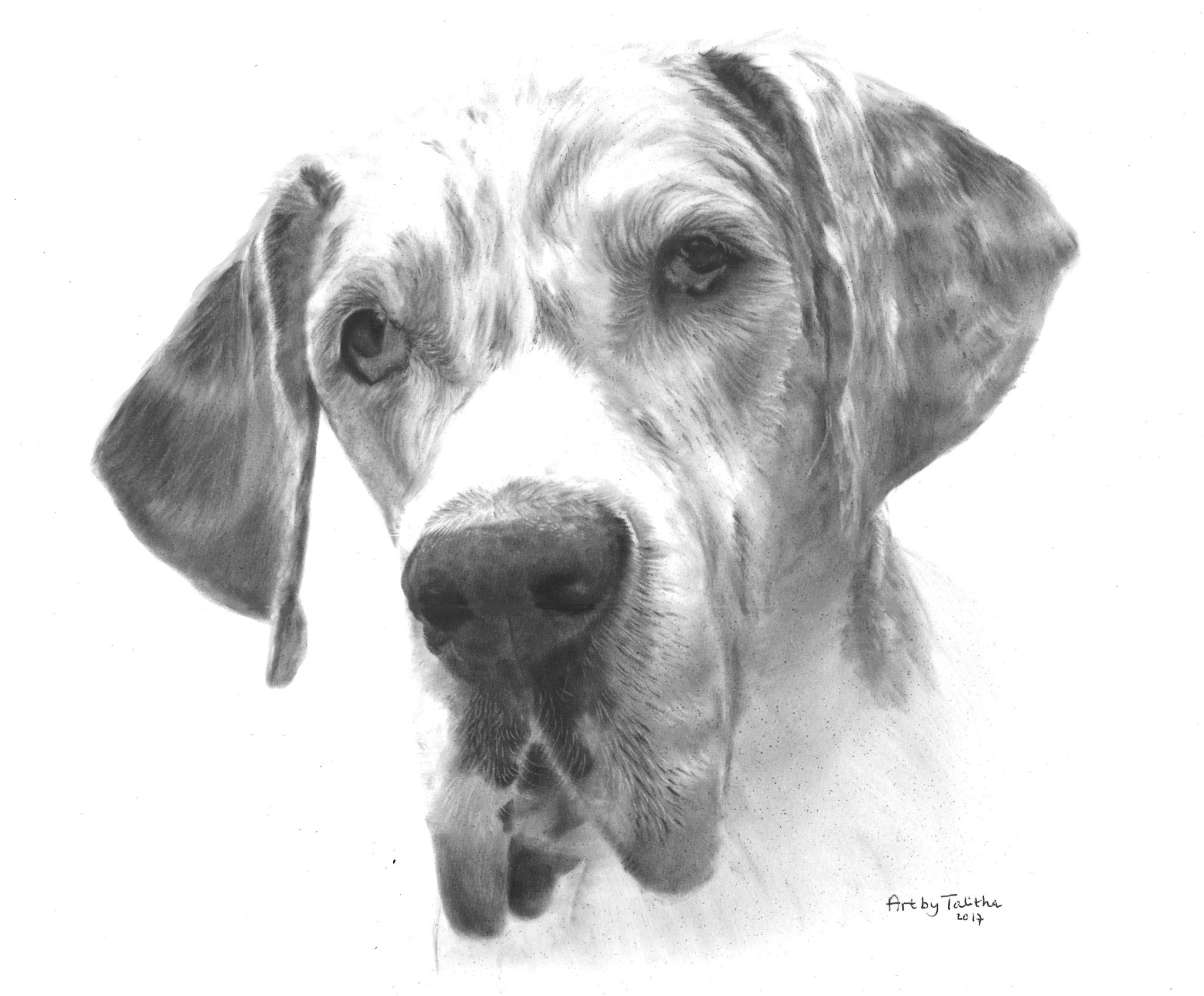Portfolio dog portrait drawings - Art by Talitha - dog drawings that ...