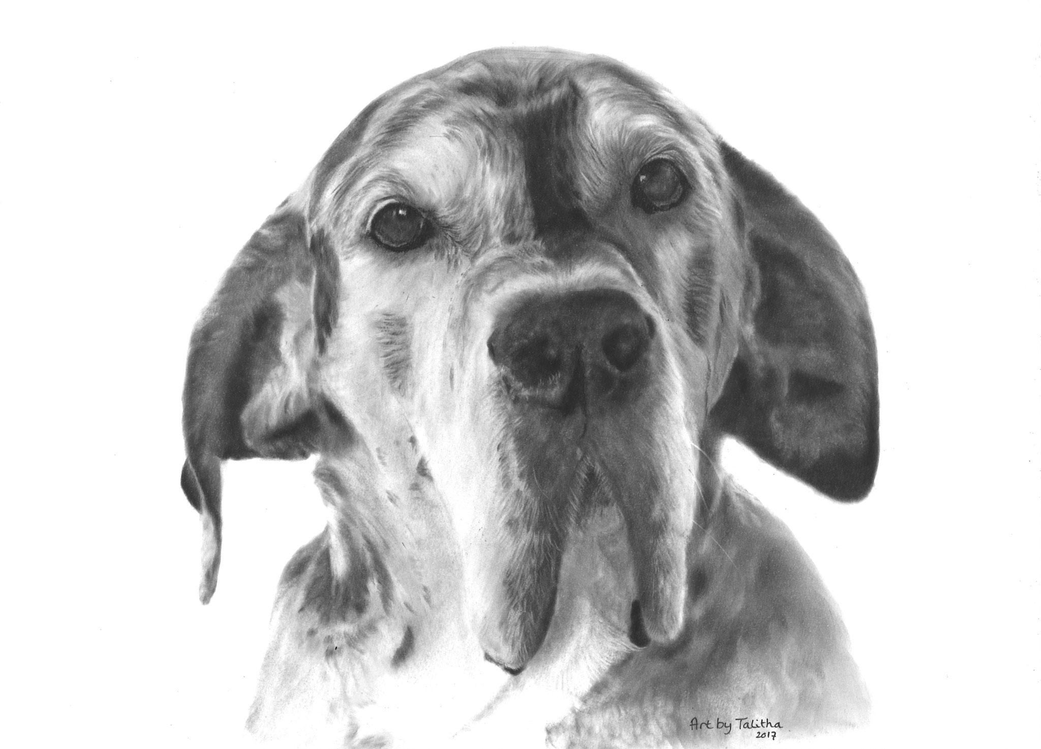 Portfolio dog portrait drawings - Art by Talitha - dog drawings that ...