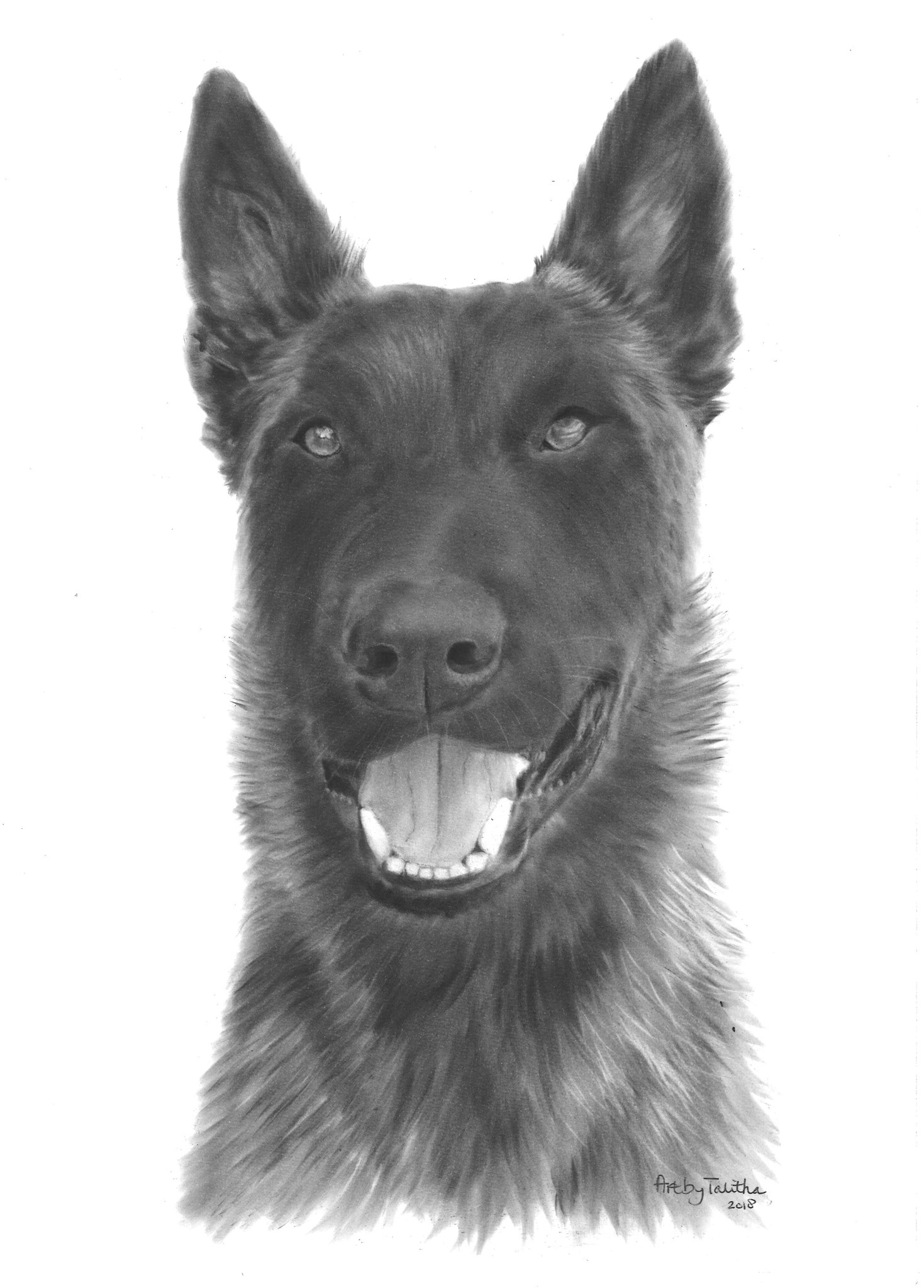 Portfolio dog portrait drawings - Art by Talitha - dog drawings that ...