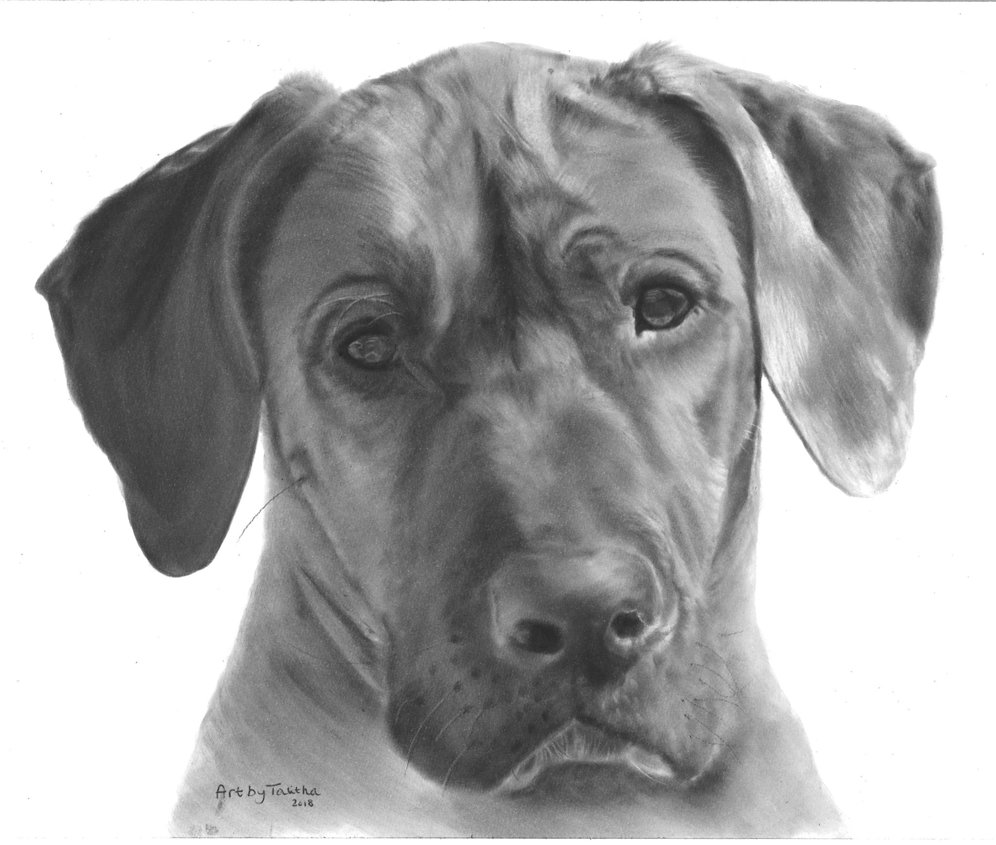 Portfolio dog portrait drawings - Art by Talitha - dog drawings that ...
