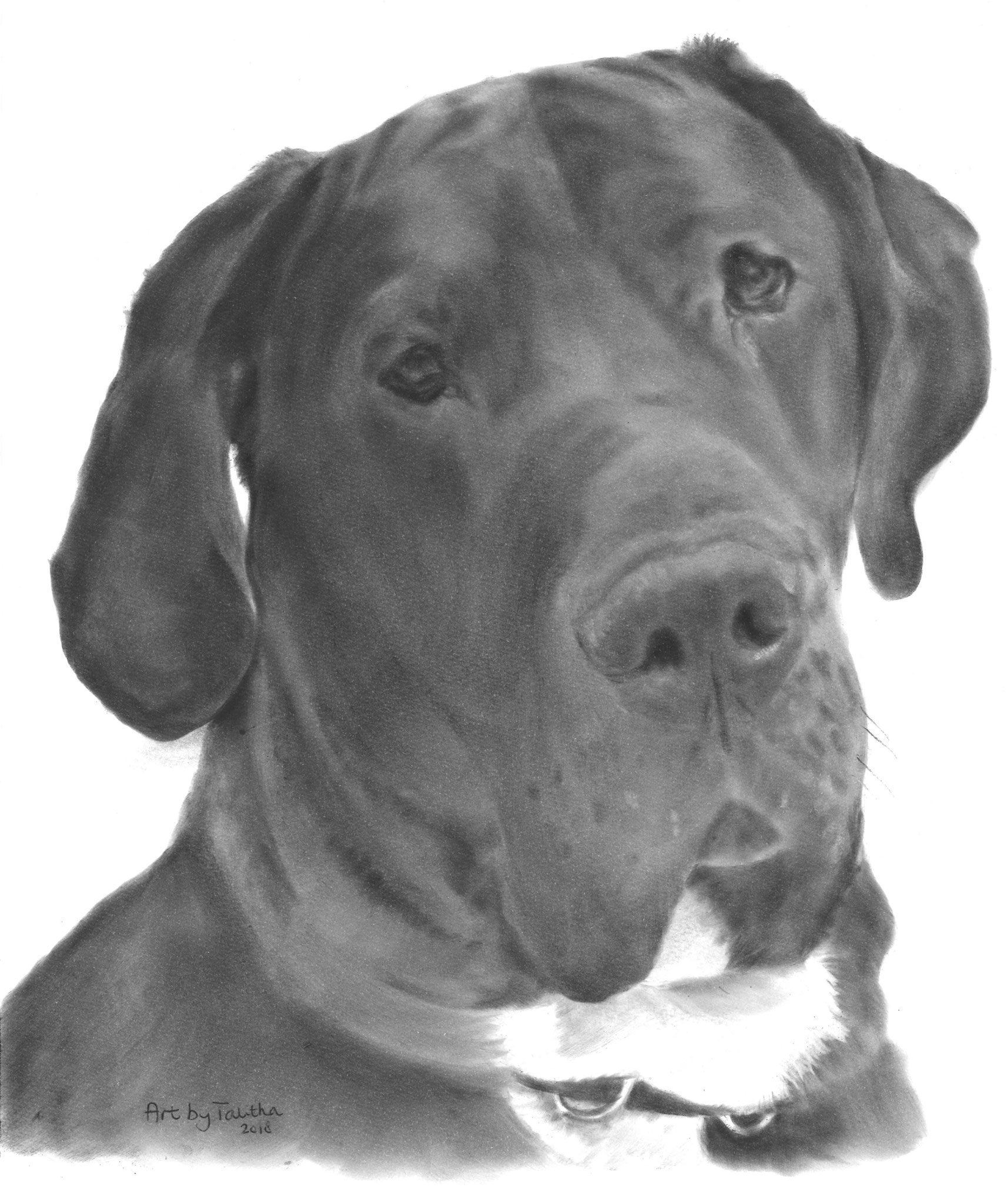 Portfolio dog portrait drawings - Art by Talitha - dog drawings that ...