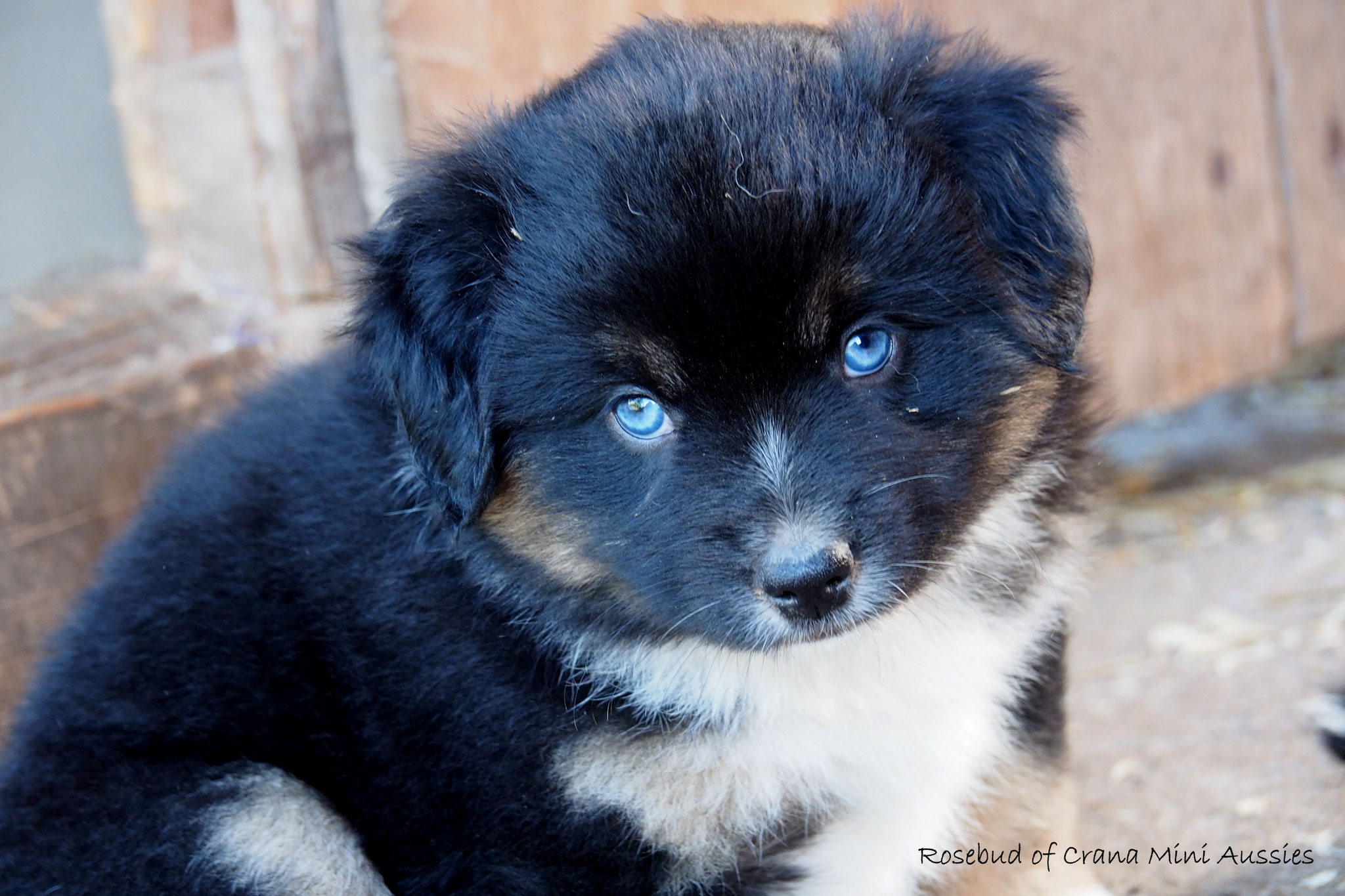Unsere Mini Aussies - Australian Shepherds RoC