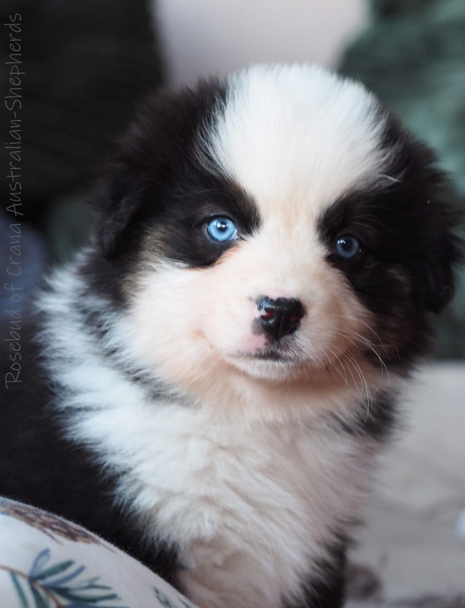Unsere Mini Aussies - Australian Shepherds RoC