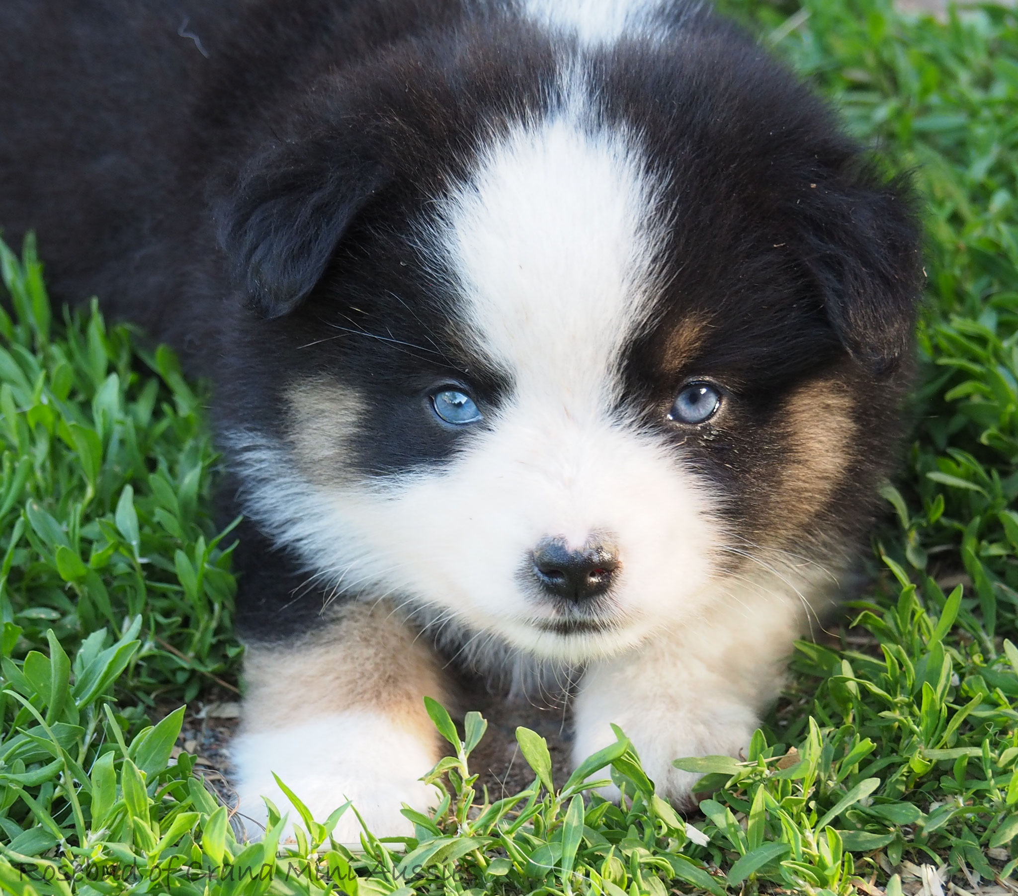 Unsere Mini Aussies - Australian Shepherds RoC