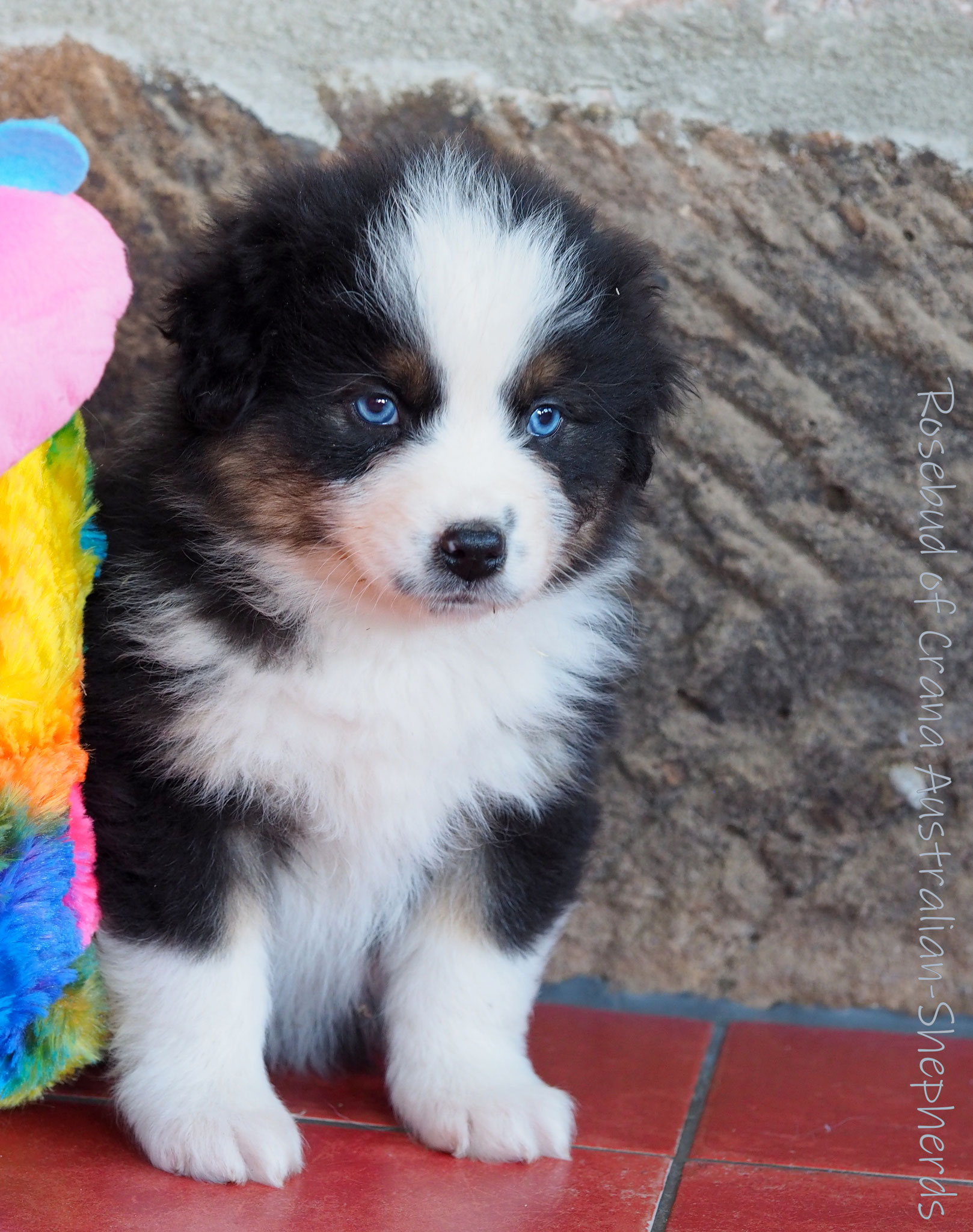 Unsere Mini Aussies - Australian Shepherds RoC