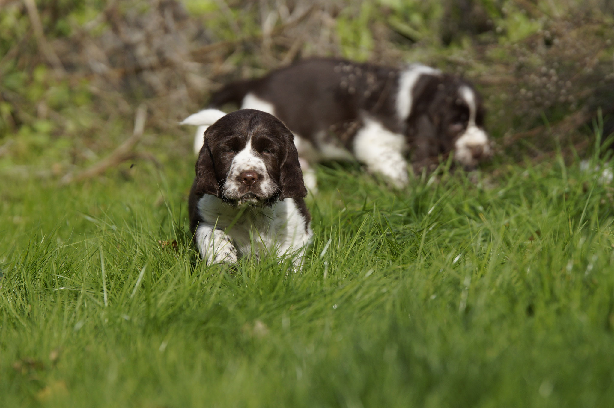 Hvalp "Dansk Specials" - Kennel "vom Belauer See (FCI)" www.field-spaniels.de, www.springer ...
