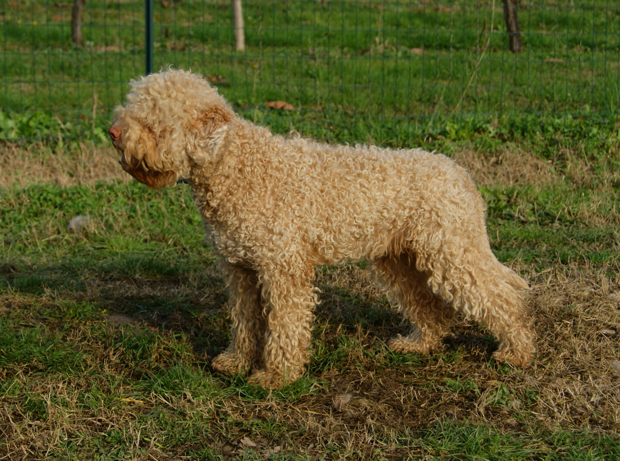 Die verschiedenen Farben des Lagotto - Curly Coats Lagotto Romagnolo ...