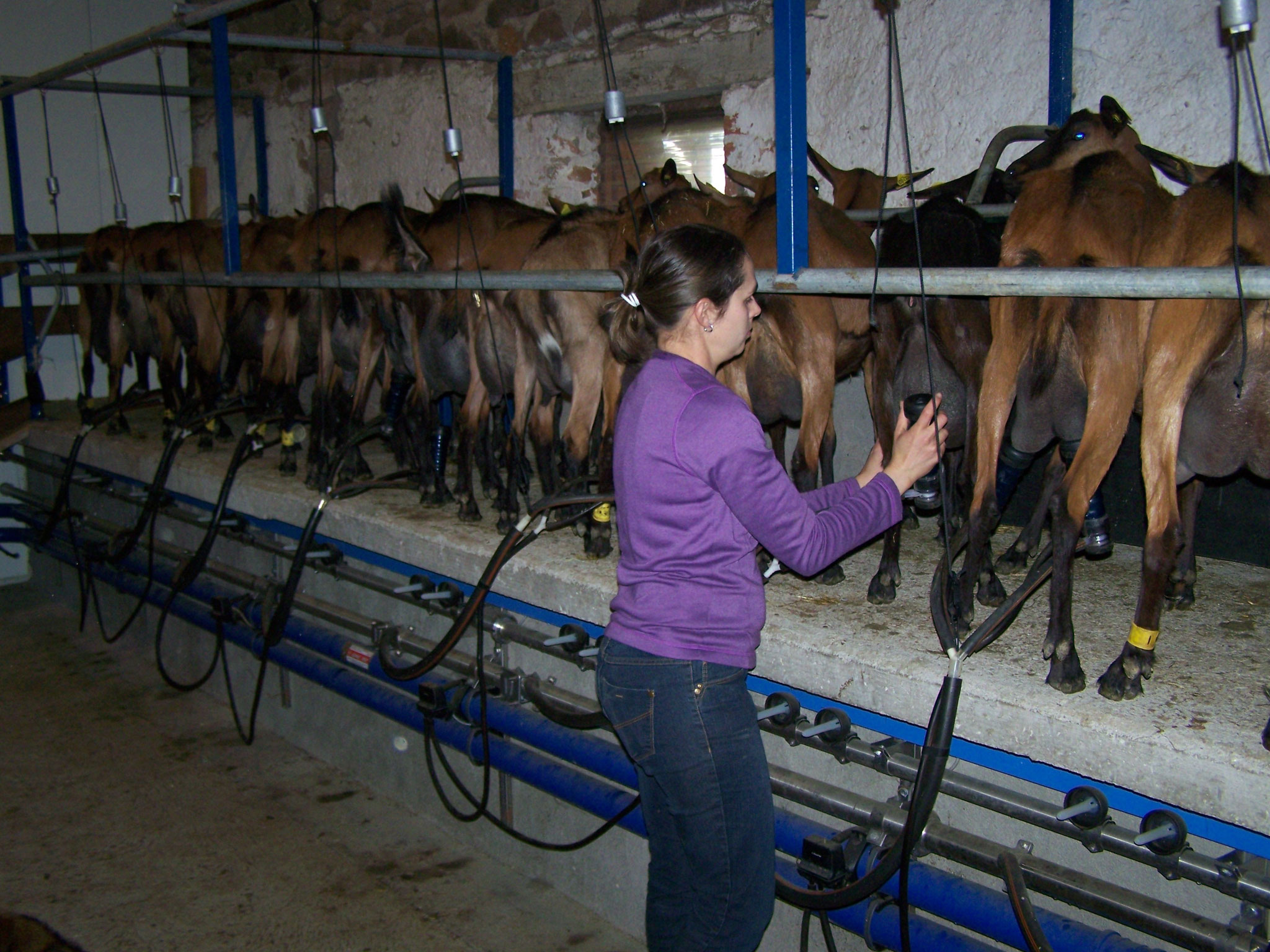 Nos chèvres sont saisonnées - GAEC Dubrion, la ferme des ligerots ...