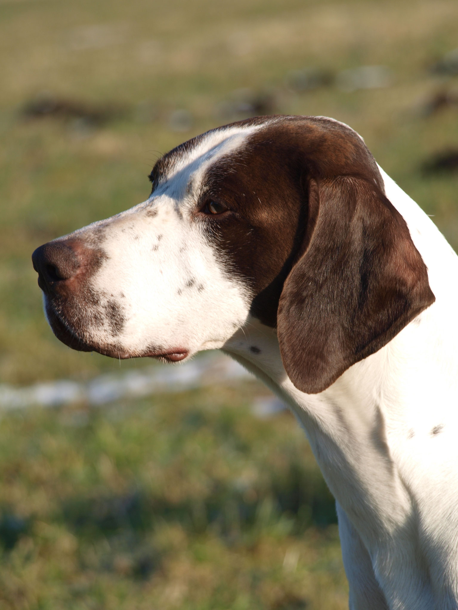 jagdliche Leistungszucht - Deutsch Kurzhaar vom Nordlicht