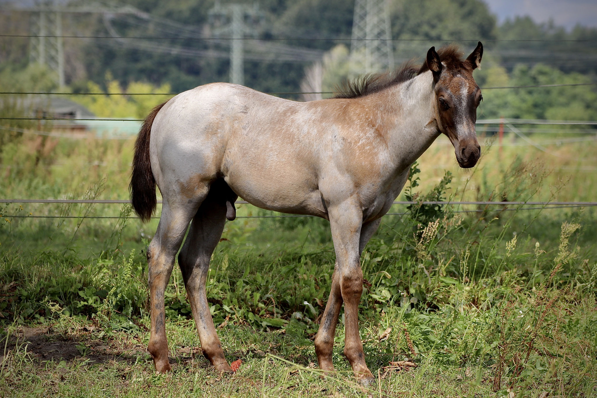 Epic Gigantic, *27.05.2021 AQHA colt, smokey blue roan, - Hayday Ranch ...