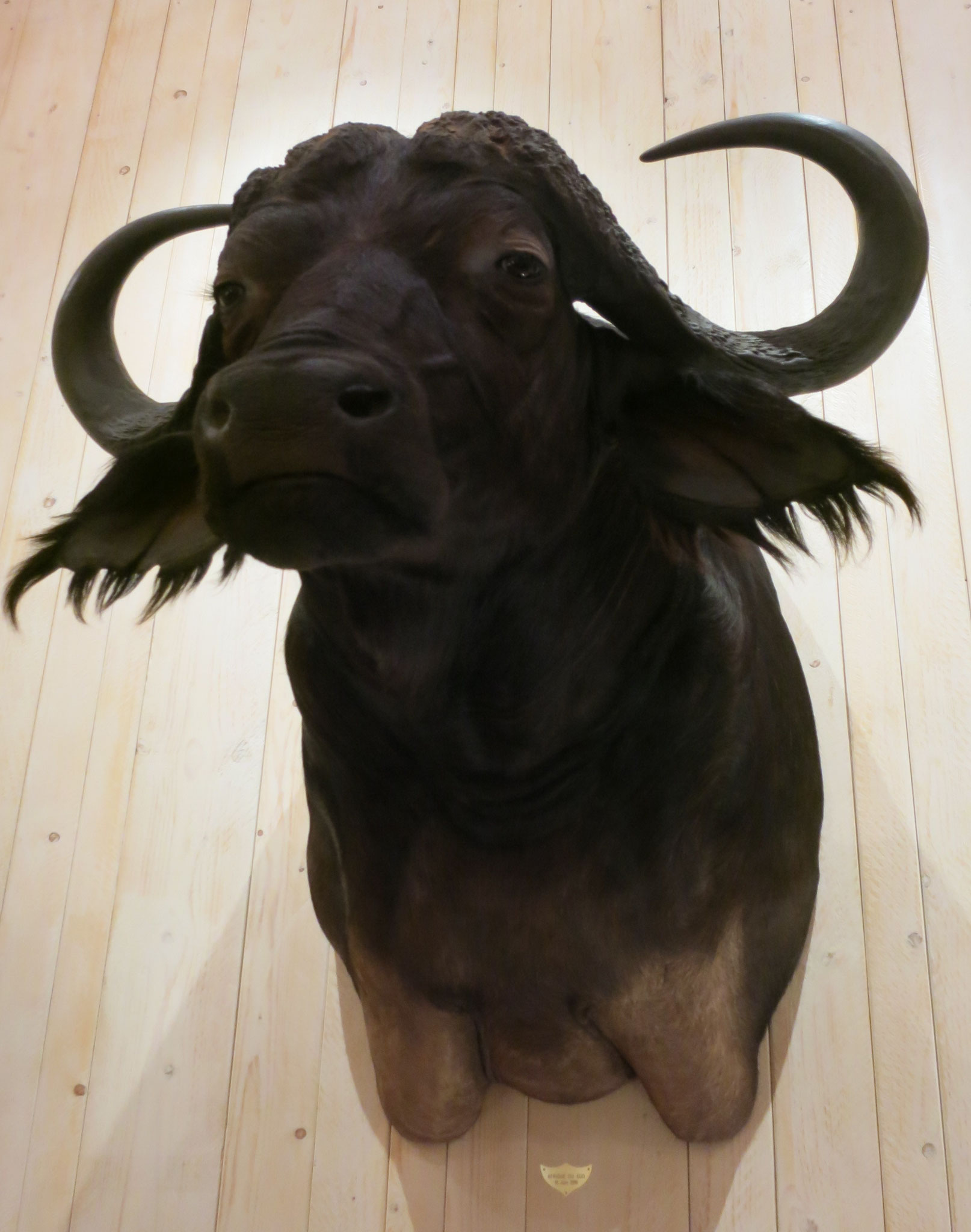 Photos - buffle caffer caffer - Thierry Pennamen