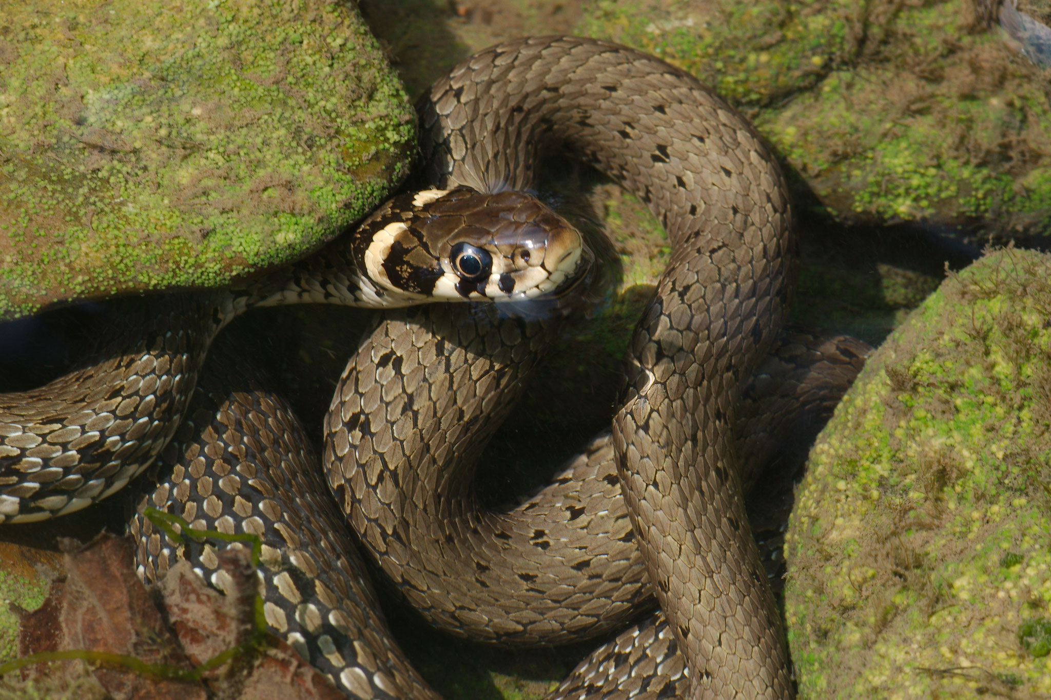 Ringelnatter (Natrix natrix) - Naturakademie Burgenland