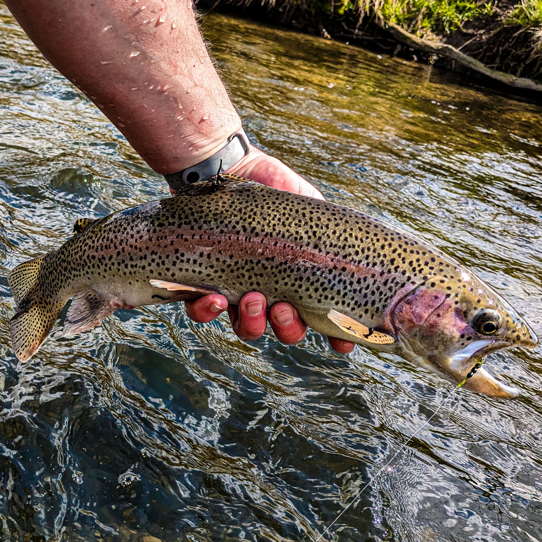 Forellenzopf, Koppenstreamer - handgebaute Angelköder