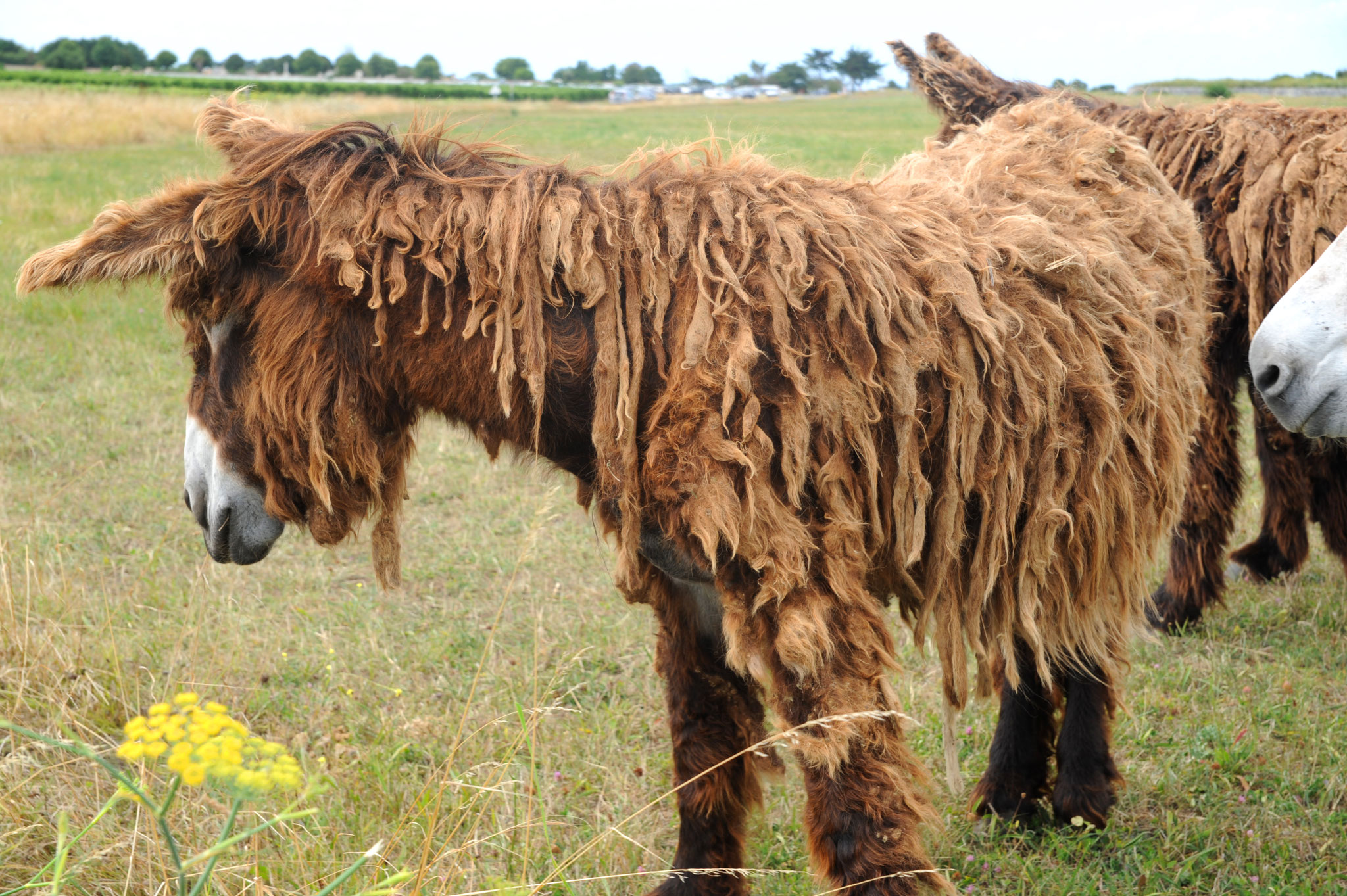 Baudets du Poitou - Photos par Dominique Salé