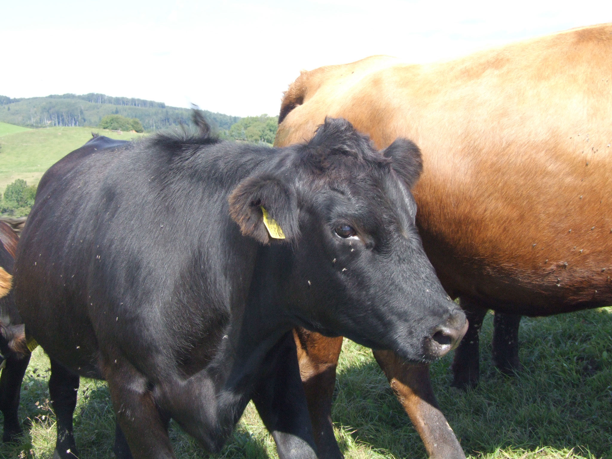 Rinder der Rasse Galloway & Angus - geissbuechlers Webseite!