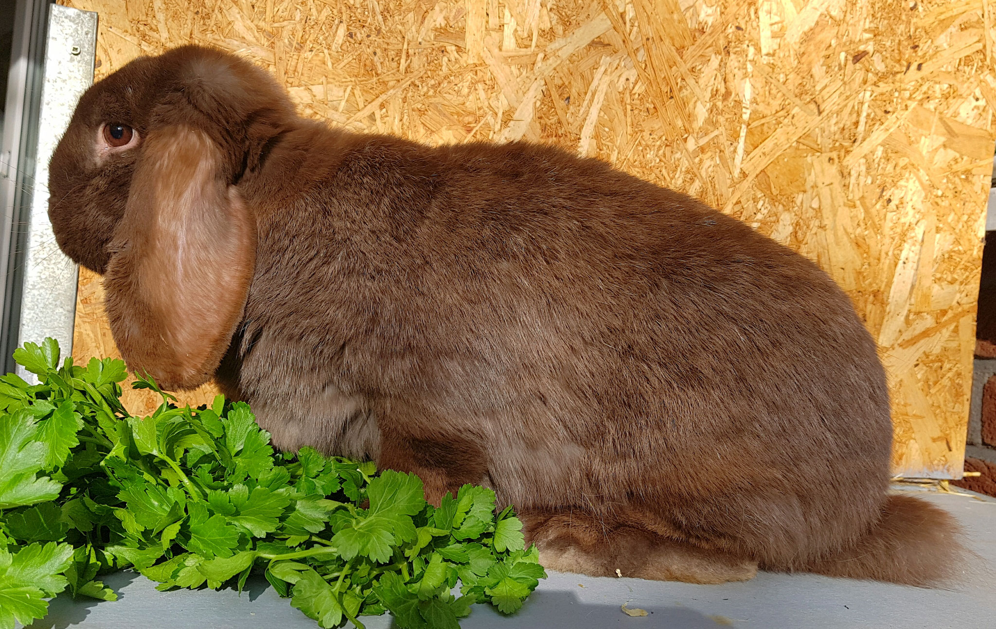 Home Düssel Widder - Düssel Widder Deutsche Widder Zucht