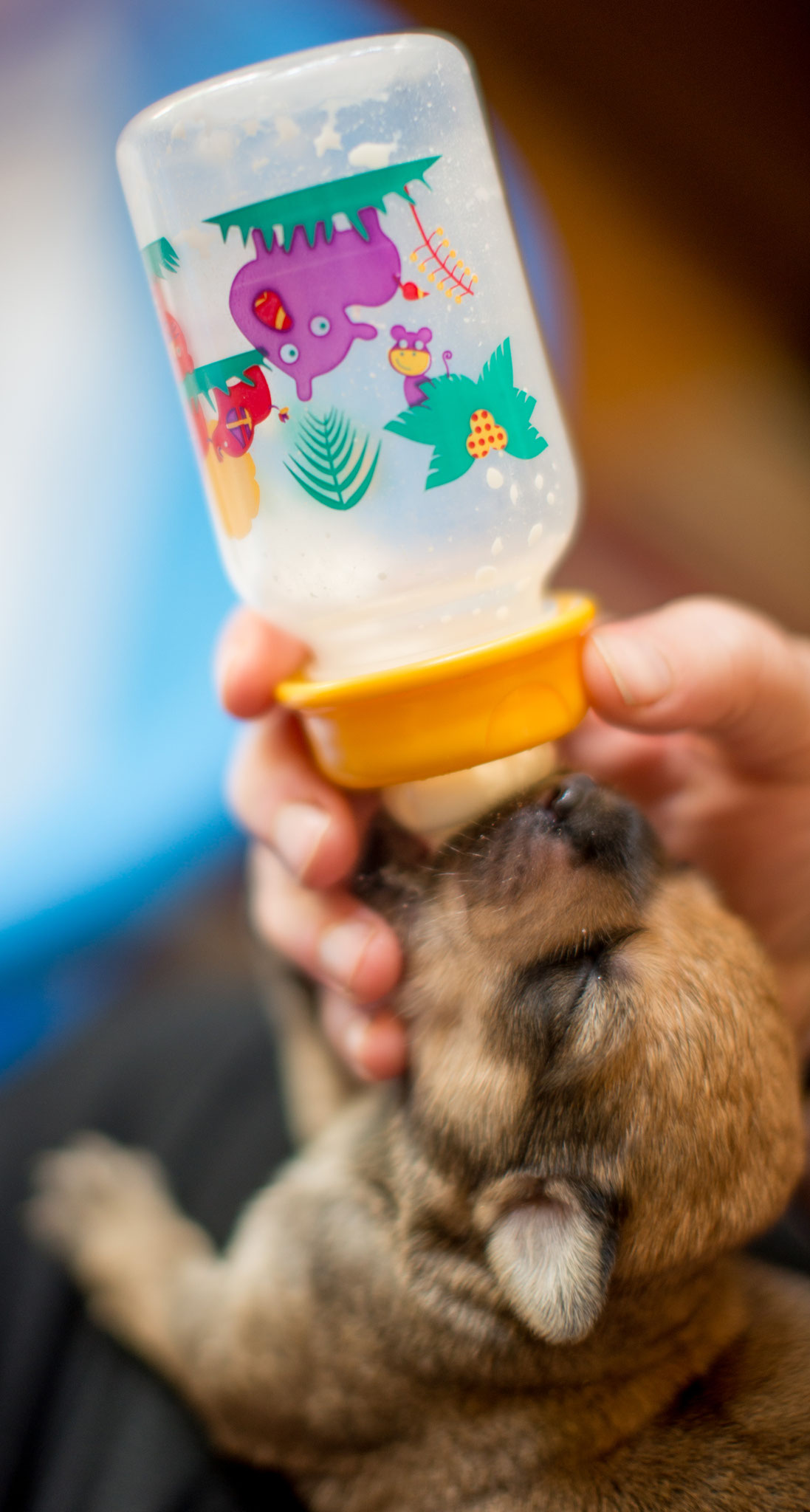 A Dog & Her Boy : Remembering Alley - Still My Soul Photography: by Tegan