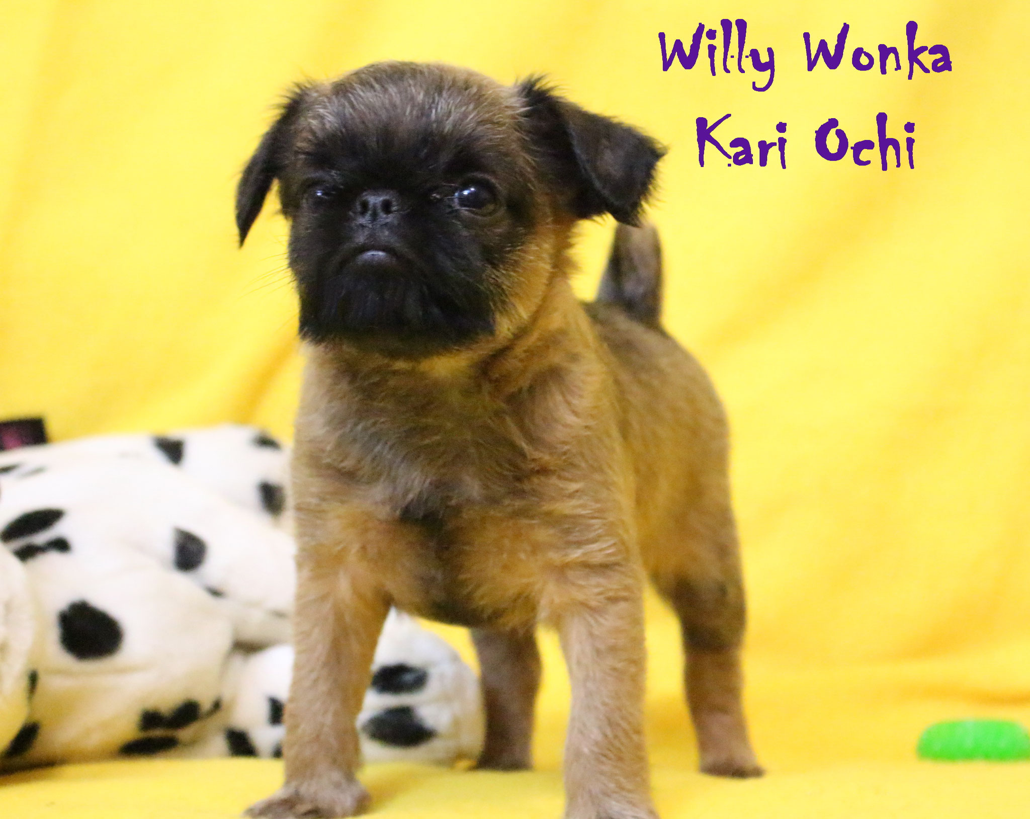 PUPPIES FOR SALE - питомник гриффонов Кари Очи, КСУ / griffon kennel ...