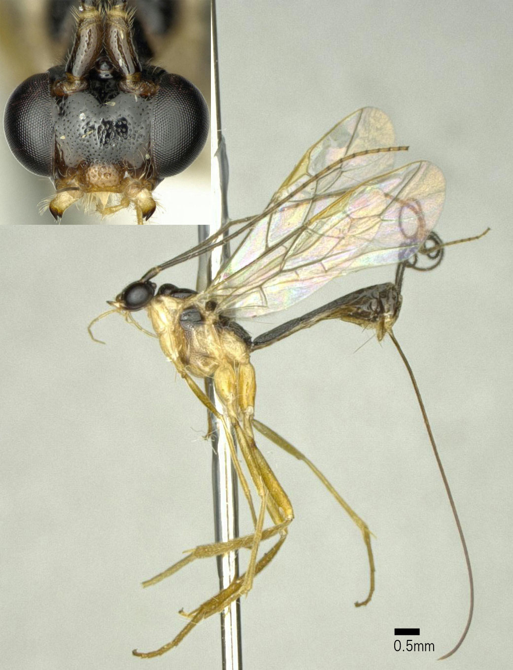 Macrocentrus - Image Database of Parasitoid Wasps