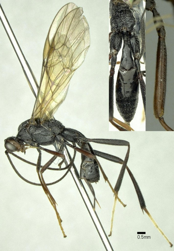 Zele - Image Database of Parasitoid Wasps