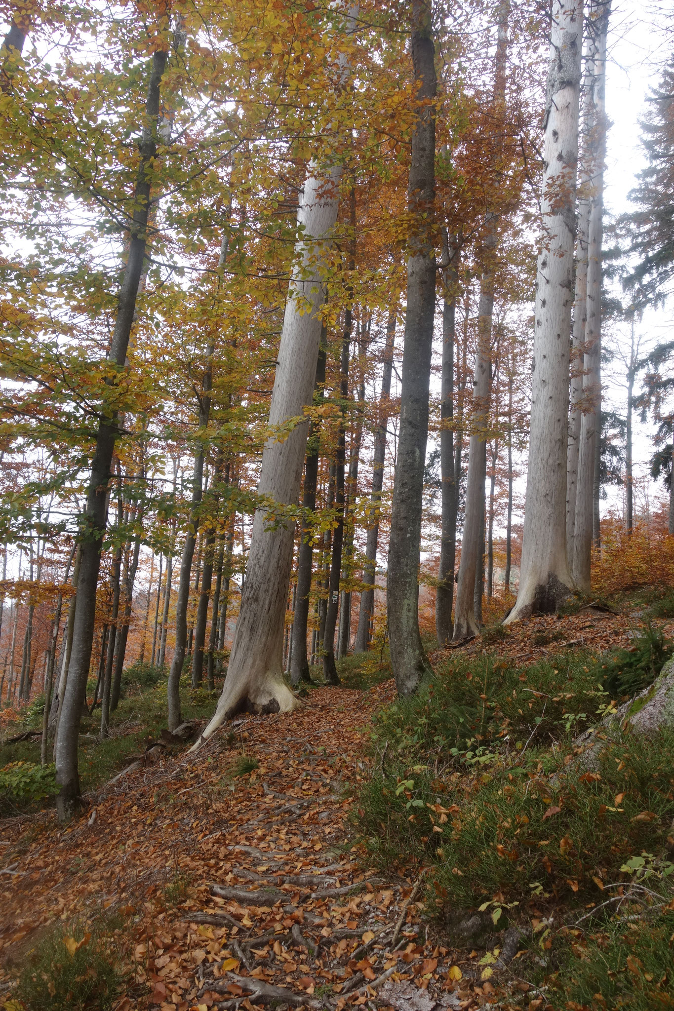 Schachten-Tour im Nationalpark Bayerischer Wald - Der Klassiker - Uwe´s ...