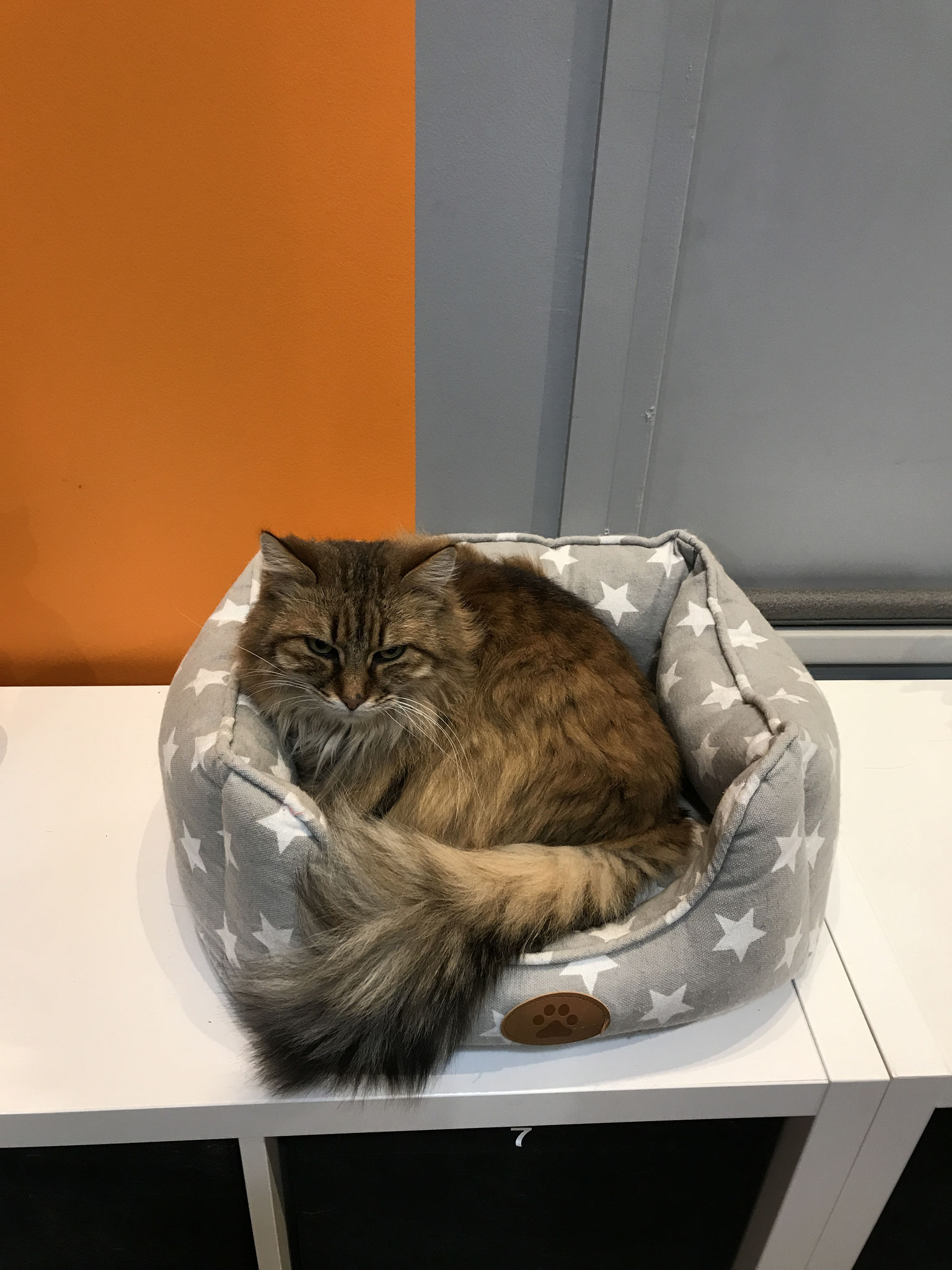 Pension pour chats - catcocooning