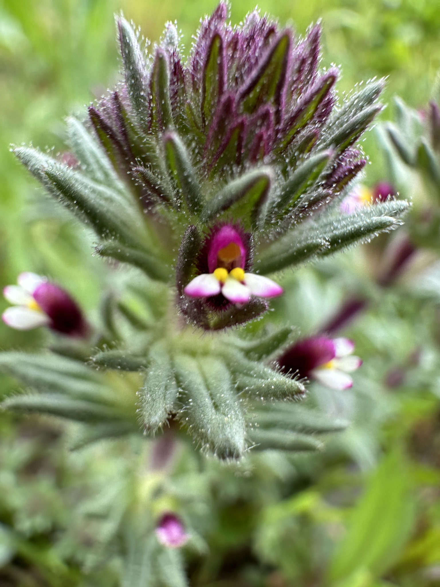 Parentucellia latifolia - El Rincon del Botanico