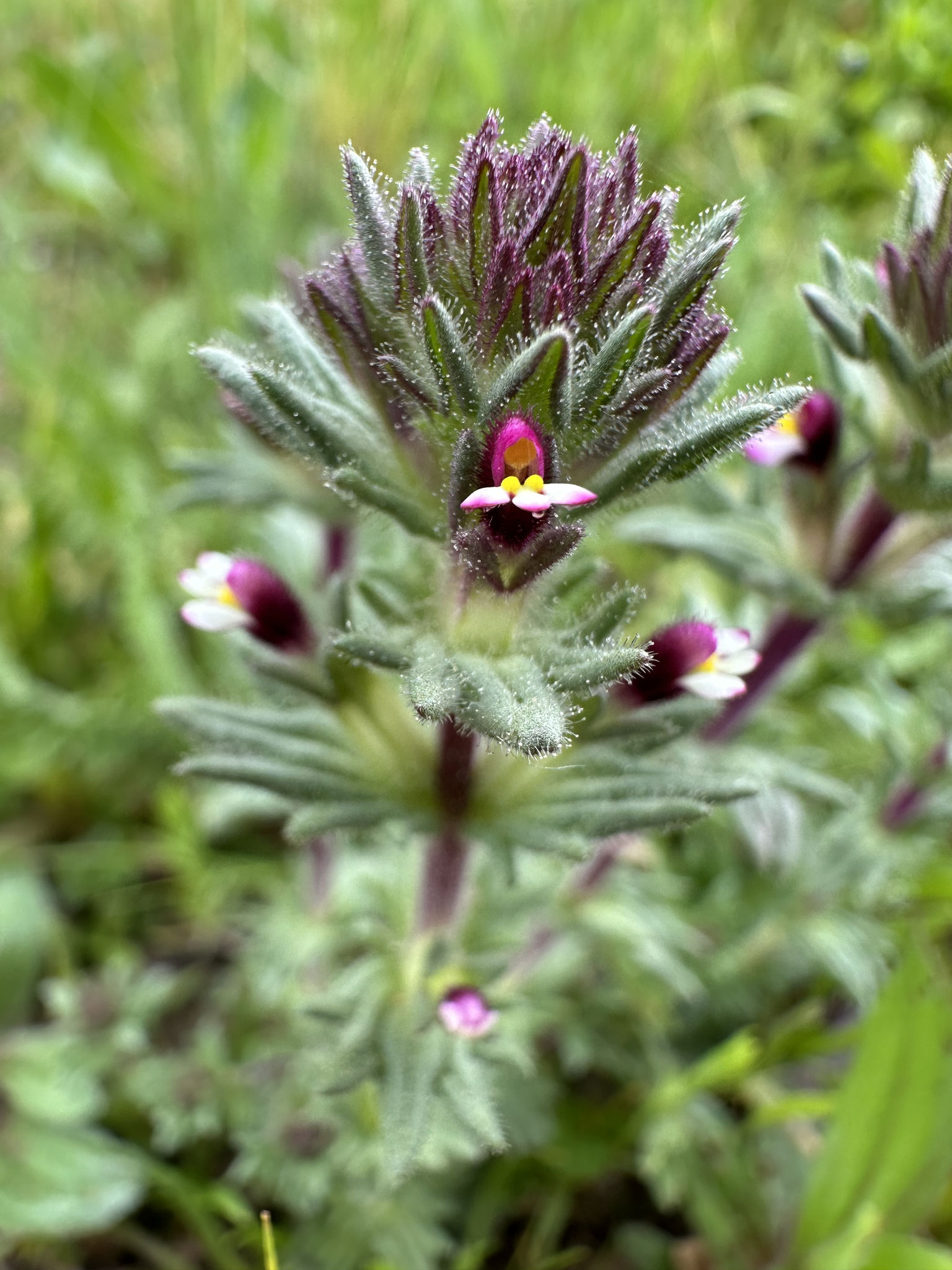 Parentucellia latifolia - El Rincon del Botanico