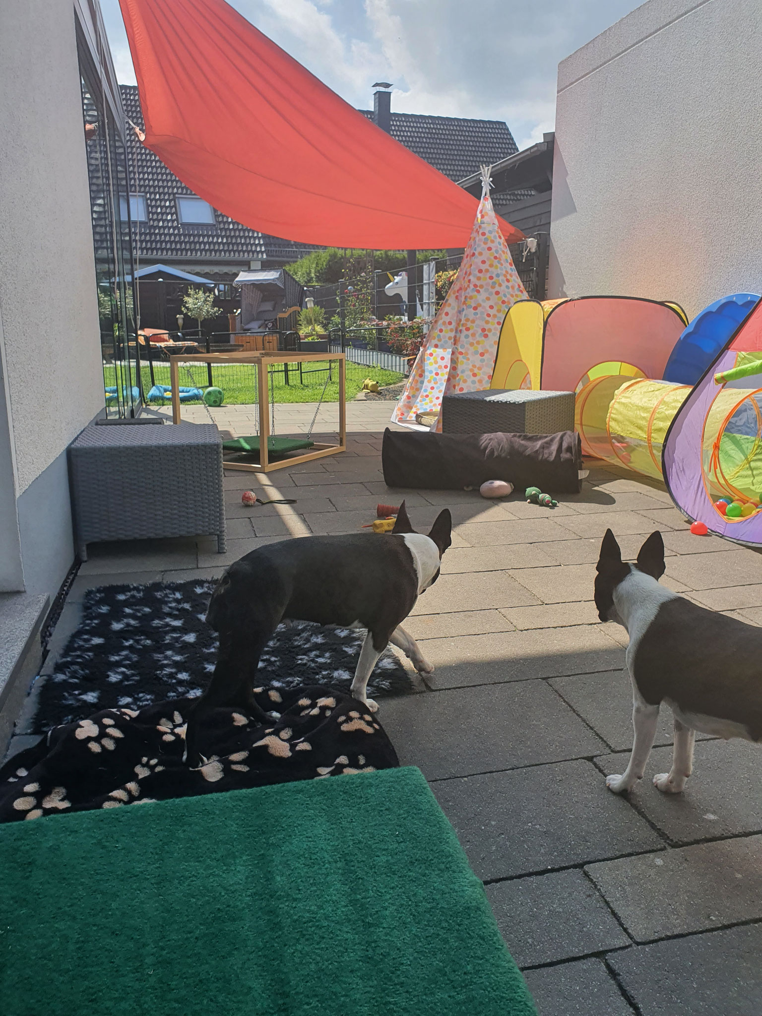 Sookie - bostonterrier-from-fenway-parks Webseite!