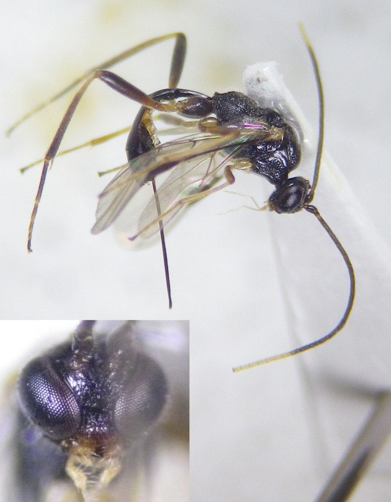 Meteorus - Image Database of Parasitoid Wasps