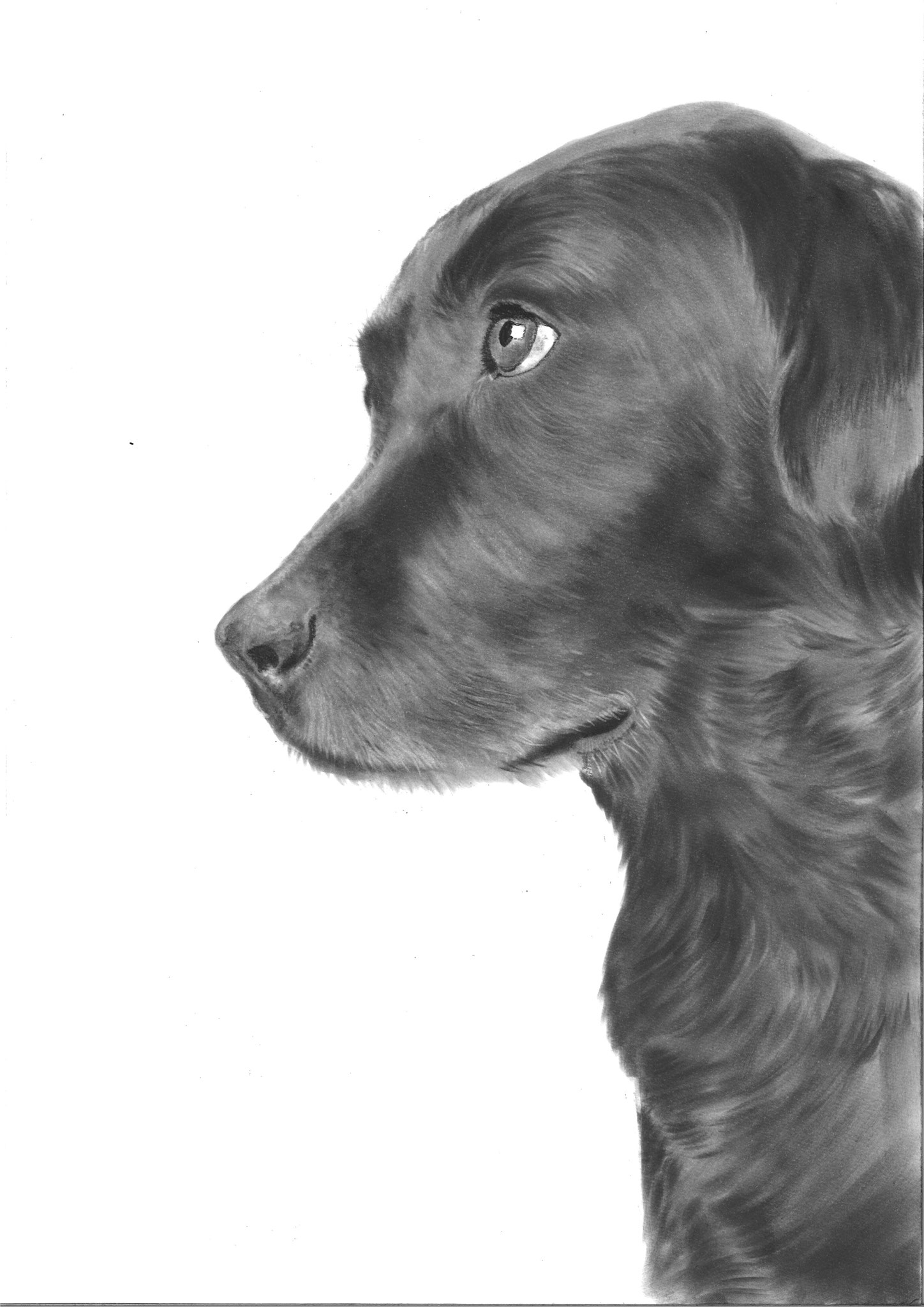 Portfolio dog portrait drawings - Art by Talitha - dog drawings that ...