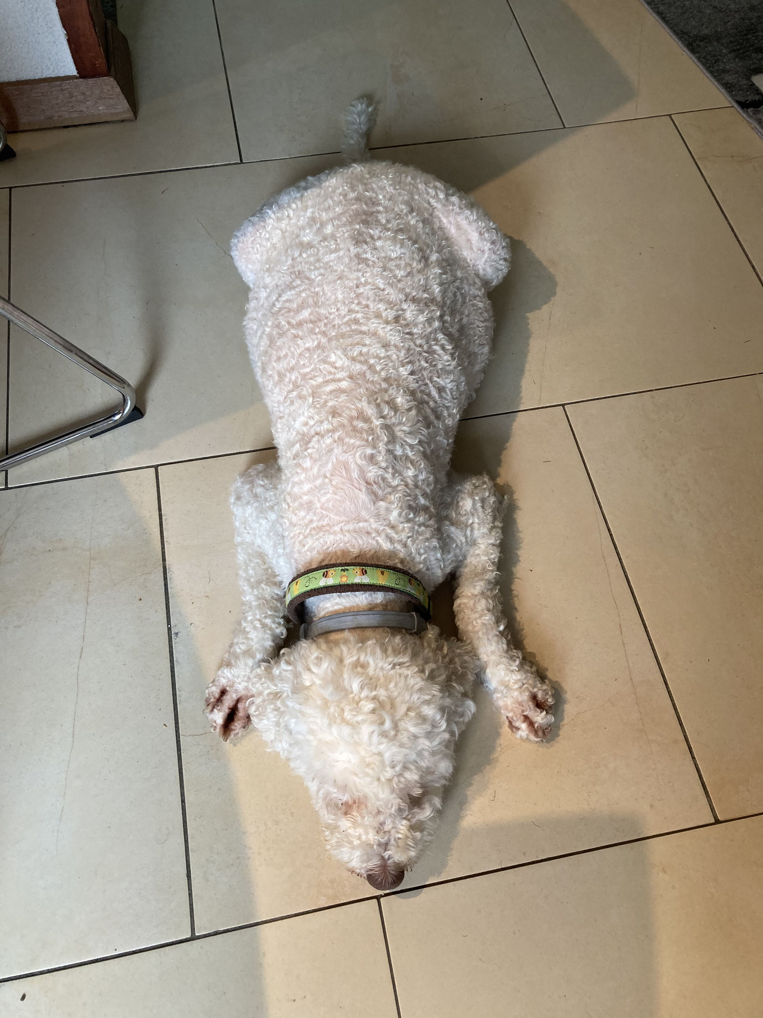 de bevalling en wat vooraf ging - De Wollige Hond