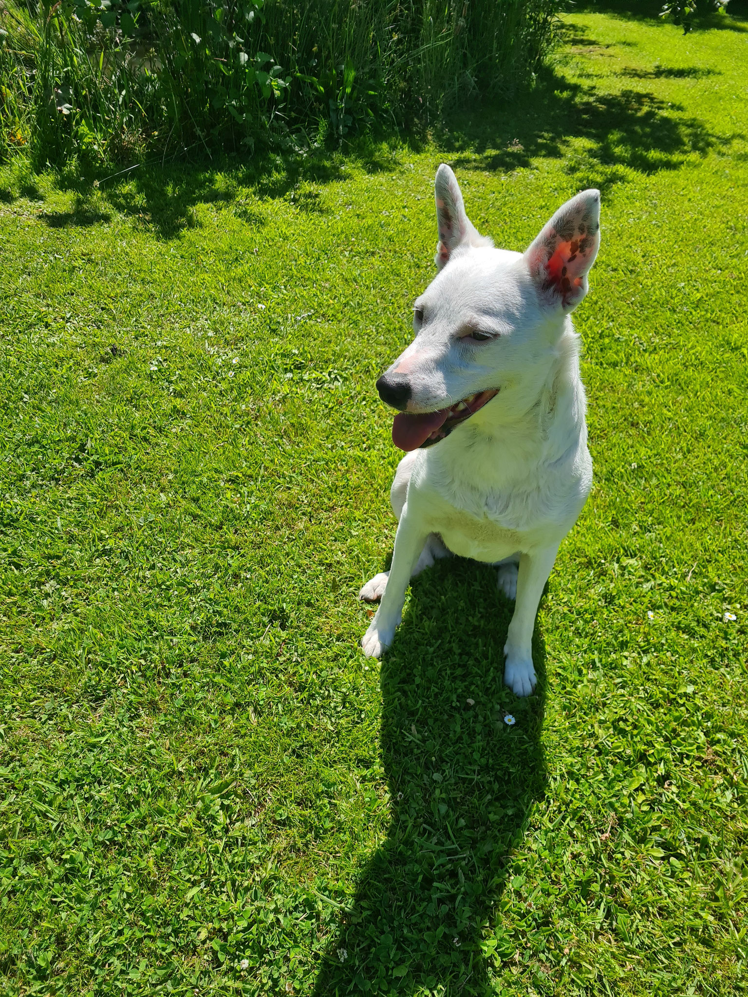 Snuffeltuin verhalen - De website van snuffeltuinen!