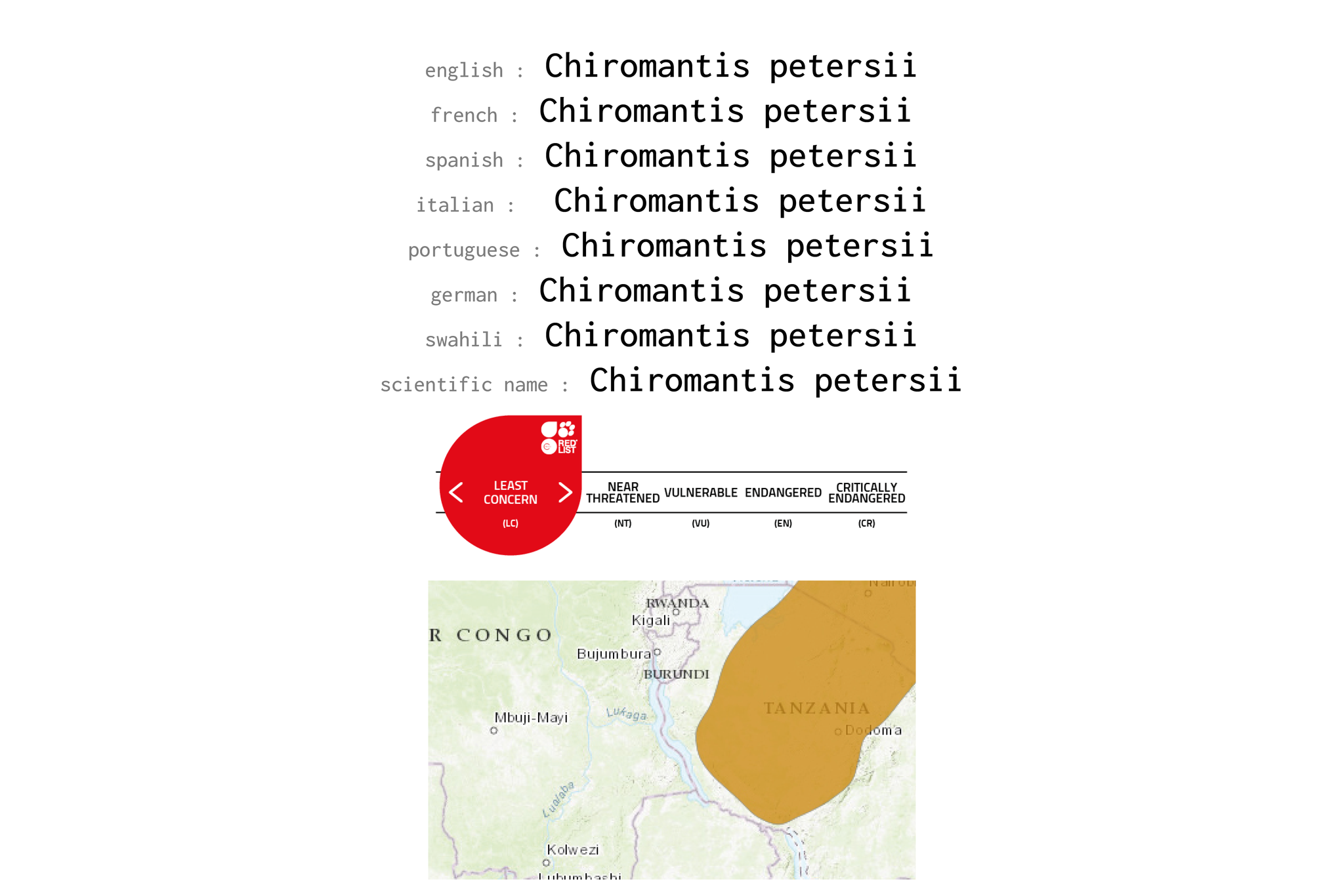 Chiromantis petersii - wildlife of kenya by Nicolas Urlacher