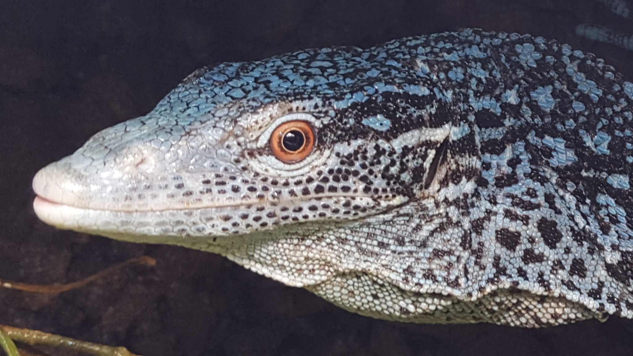 Varanus macraei - Zucht und Haltung australischer Warane und Echsen