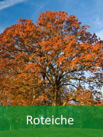 Forstpflanzen & besondere Baumarten kaufen - Paulownia Baumschule Schröder