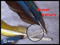Feather-plucking: causes and treatment - ASAP