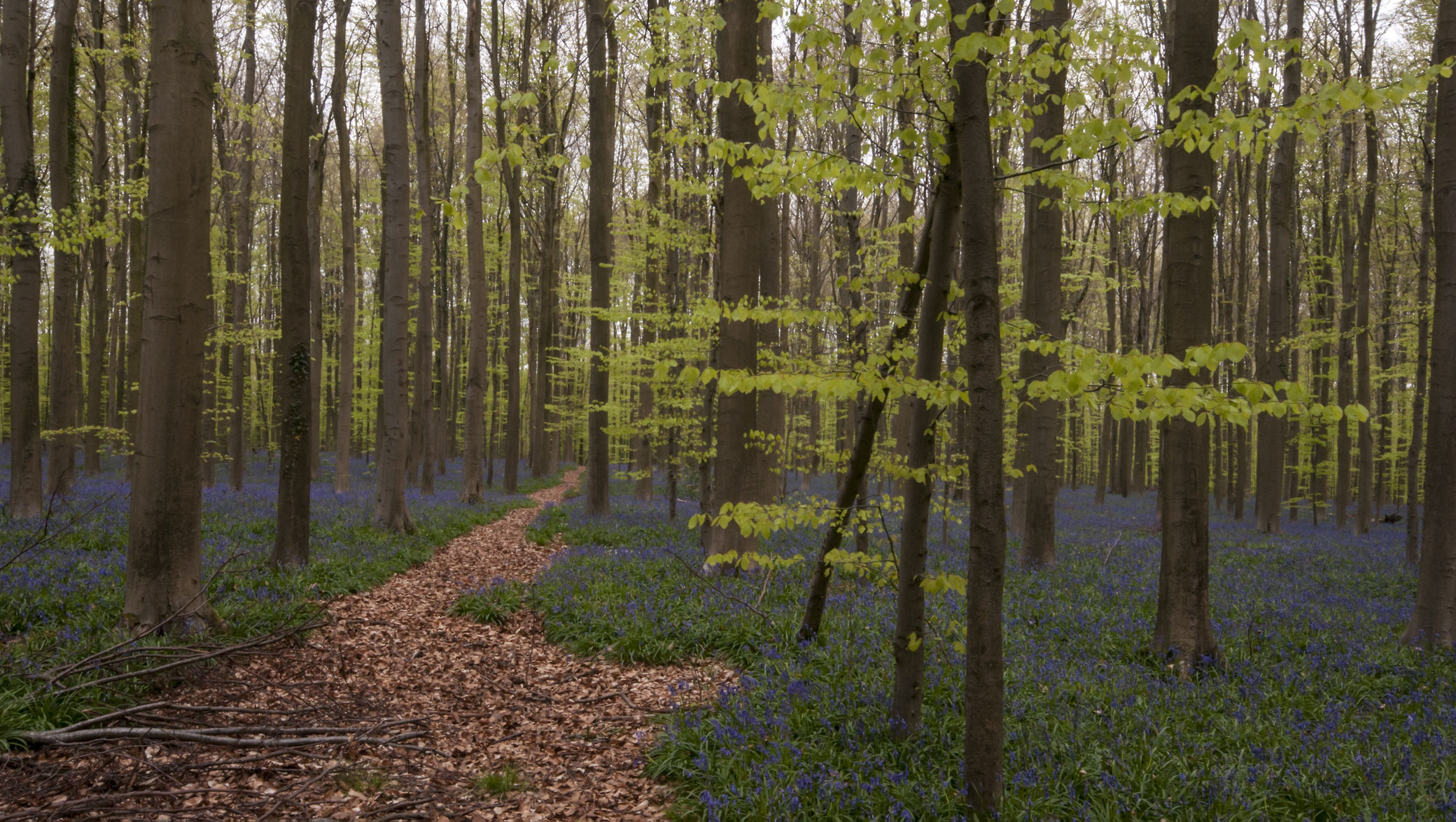 Belgie | Hallerbos - RobHendriksFotografie