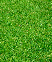 TIPOS DE PASTO - Página web de jadmi