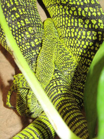 Varanus reisingeri (Reisingers Baumwaran) - Warane - Haltung, Pflege ...