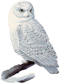 EL BUHO BLANCO - LA RECONEXIÓN® Y LA SANACIÓN RECONECTIVA® EN VALENCIA ...