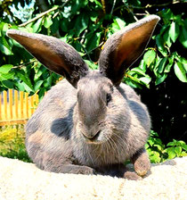 Krayenberg Riesen Deutsche Riesen Sonderfarben - gefluegelzucht-muehlwiese