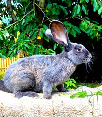 Krayenberg Riesen Deutsche Riesen Sonderfarben - gefluegelzucht-muehlwiese