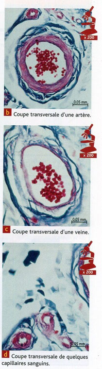 ZONE : "ELEVES DE 5ème" - Site de cours de collège et lycée en SVT