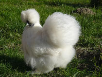 DOBRO DOSLI NA SAJT UKRASNE ZIVINE - Website of ukrasnazivina!